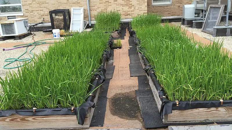 Is Backyard Farming Profitable? - Top 10 Profitable Backyard Farming in ...