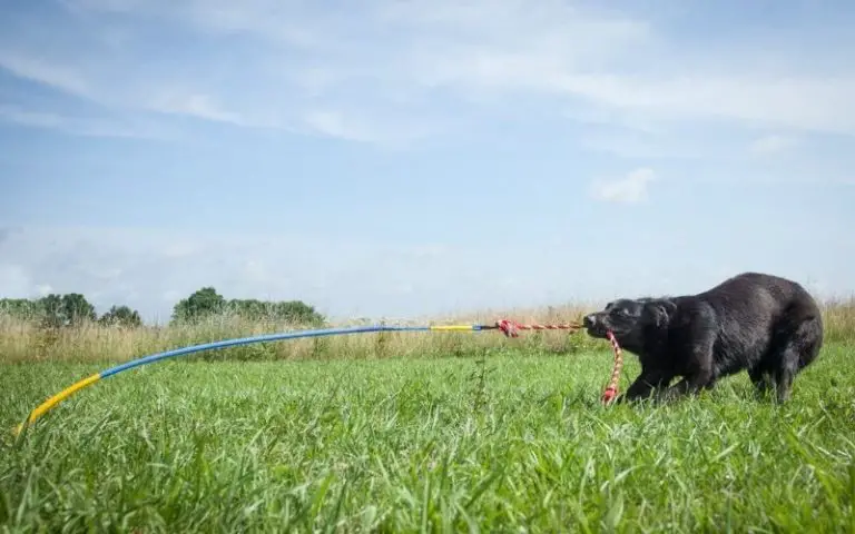 Tetherball for Dogs DIY - Best Tetherball Set for Dogs - Backyard Caring