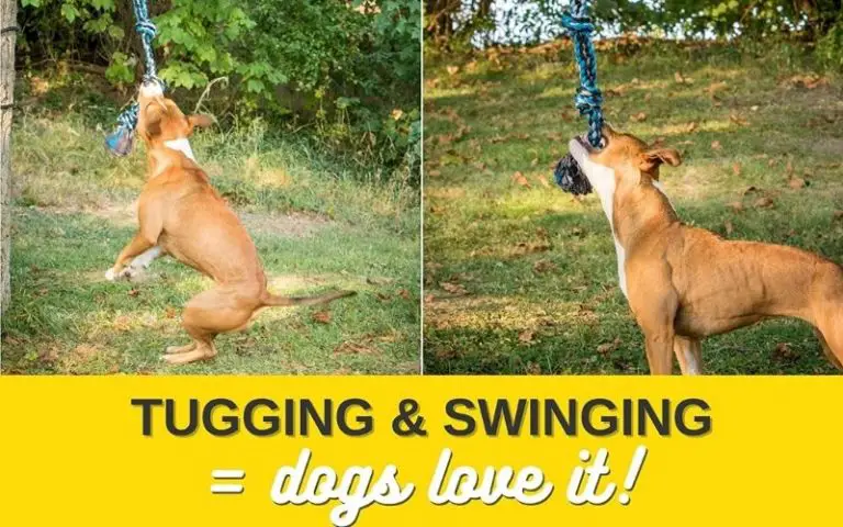 Tetherball for Dogs DIY - Best Tetherball Set for Dogs - Backyard Caring