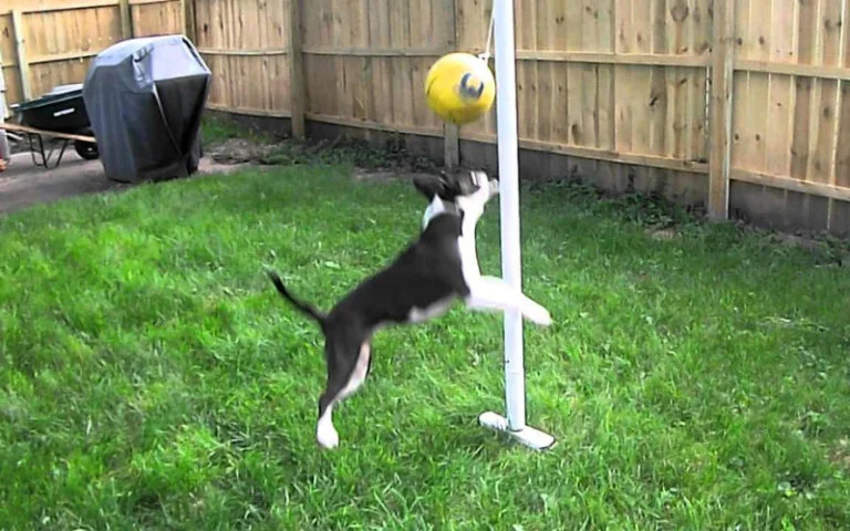 Tetherball Game For Dogs - Can Dogs Play Tetherball? - Backyard Caring
