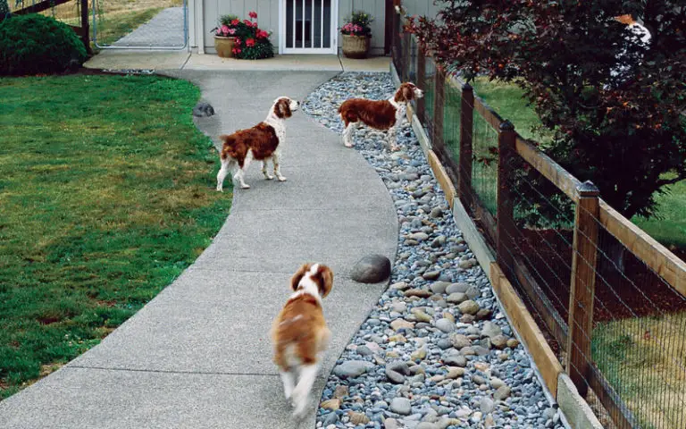 Muddy Dog Yard Solutions – How to Fix a Muddy Backyard Dog Trail (3 ...