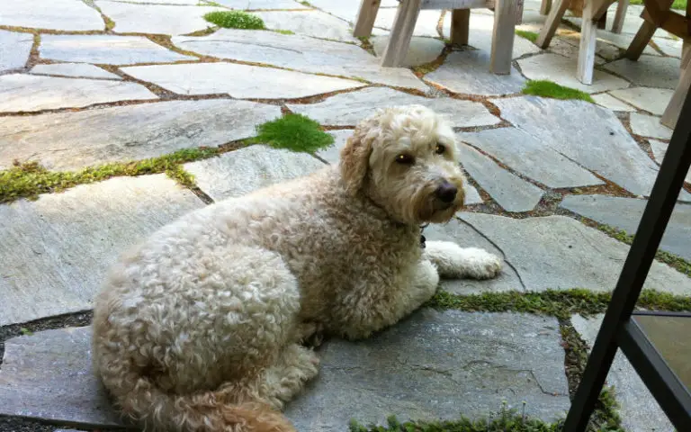 Muddy Dog Yard Solutions – How to Fix a Muddy Backyard Dog Trail (3 ...