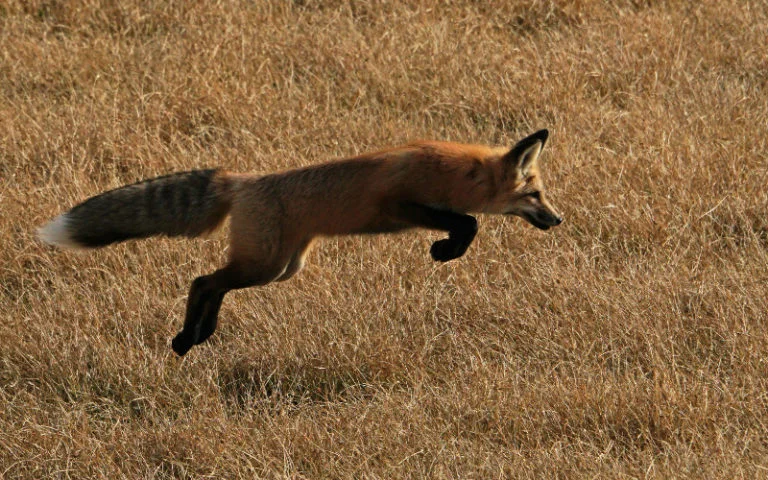 Can A Fox Jump a Fence? – How High Can a Fox Jump? - Backyard Caring