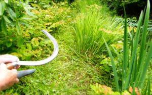 How To Cut Grass Without a Lawnmower (6 Creative Ways) - Backyard Caring