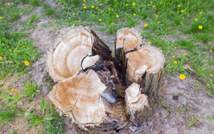 Is Burning a Tree Stump Safe? - Should You Burn Out a Tree Stump ...
