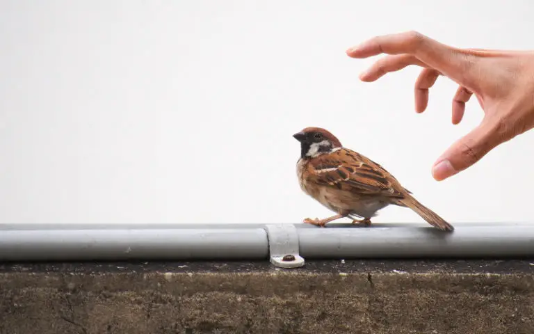 Catching Bird - Best Way to Catch a Wild Bird in Your Backyard ...
