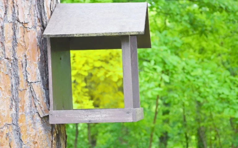 How To Make A Flying Squirrel Feeder (Why You Should Feed Flying ...