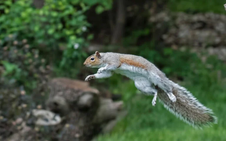 How To Make A Flying Squirrel Feeder (Why You Should Feed Flying ...