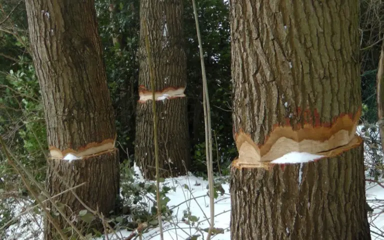 How to Kill a Tree Without Cutting it Down (How Do You Kill an Unwanted ...