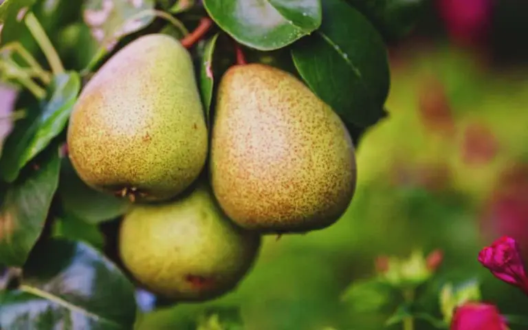 What is High Altitude Fruit Trees - What Fruit Grows at High Altitude ...