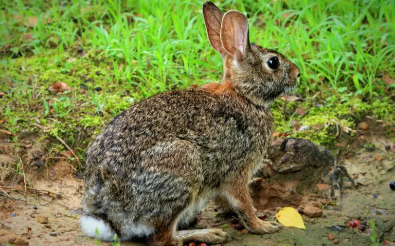 Wild Rabbit Sitting in One Place - 9 Possible Reasons a Wild Rabbit is ...