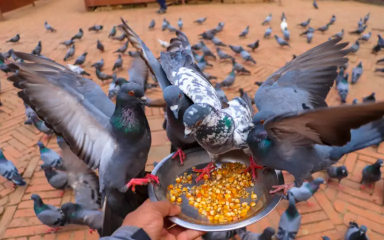 What Do Pigeons Eat - What is Pigeons Favorite Food? (What Not To Feed ...