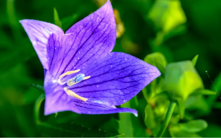 30 Amazing Flowers That Start With B (With Pictures + Names) - Backyard ...