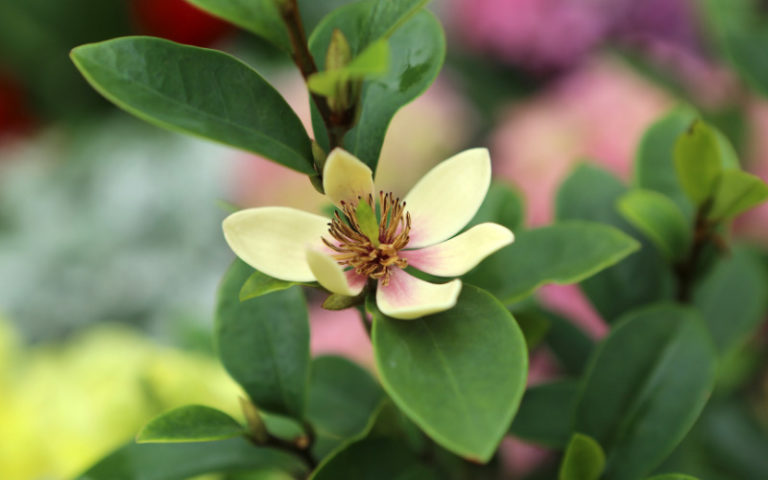 30 Amazing Flowers That Start With B (With Pictures + Names) - Backyard ...