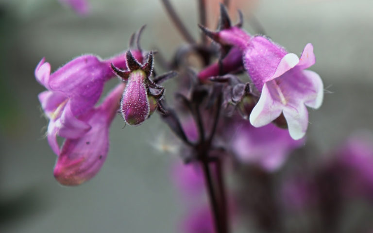 30 Amazing Flowers That Start With B (With Pictures + Names) - Backyard ...