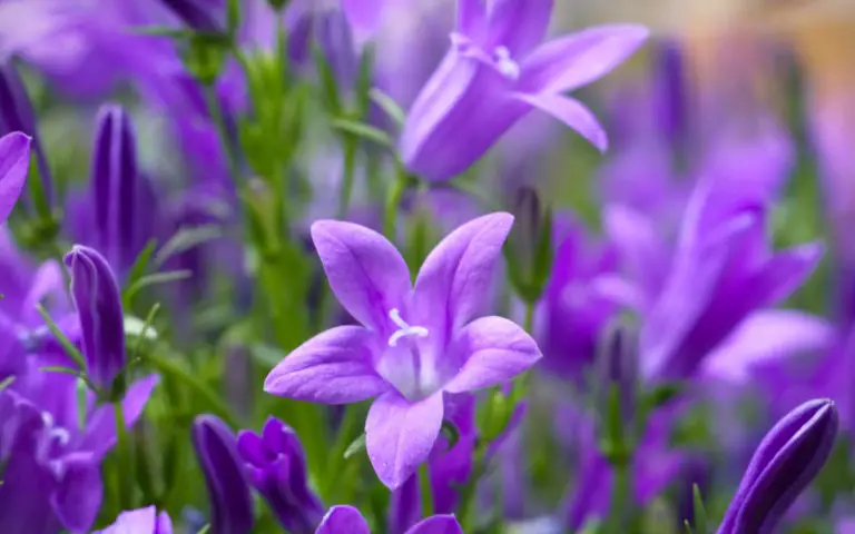 30 Amazing Flowers That Start With B (With Pictures + Names) - Backyard ...