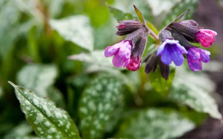 30 Amazing Flowers That Start With B (With Pictures + Names) - Backyard ...