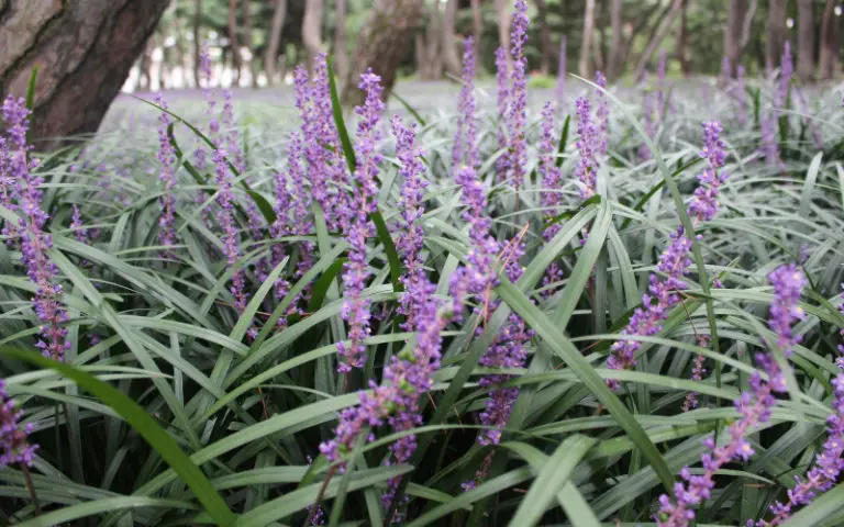 30 Amazing Flowers That Start With B (With Pictures + Names) - Backyard ...