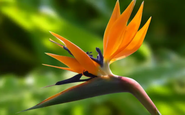 30 Amazing Flowers That Start With B (With Pictures + Names) - Backyard ...