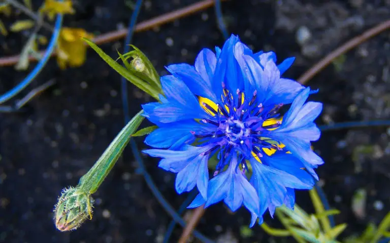 30 Amazing Flowers That Start With B (With Pictures + Names) - Backyard ...