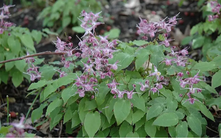 30 Amazing Flowers That Start With B (With Pictures + Names) - Backyard ...