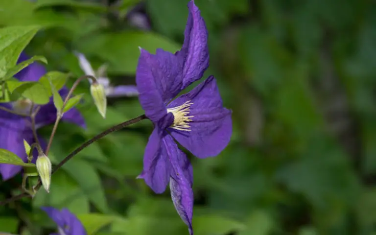 30 Amazing Flowers That Start With B (With Pictures + Names) - Backyard ...