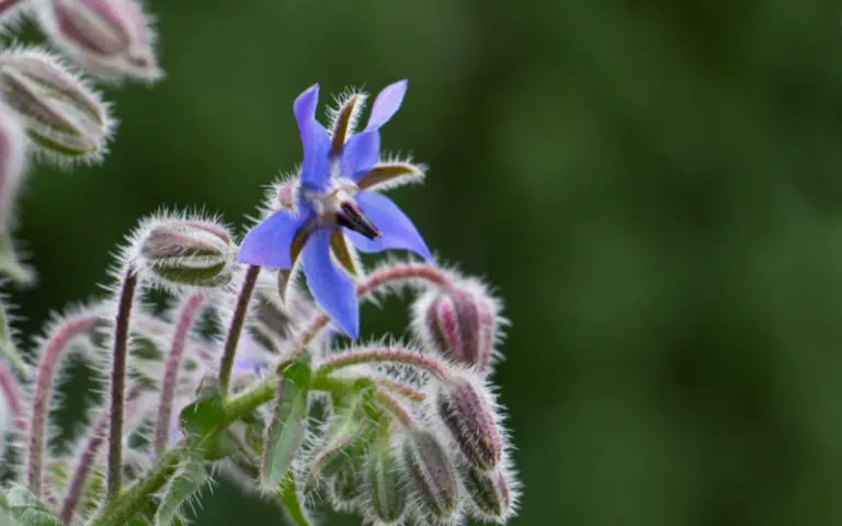 30 Amazing Flowers That Start With B (With Pictures + Names) - Backyard ...