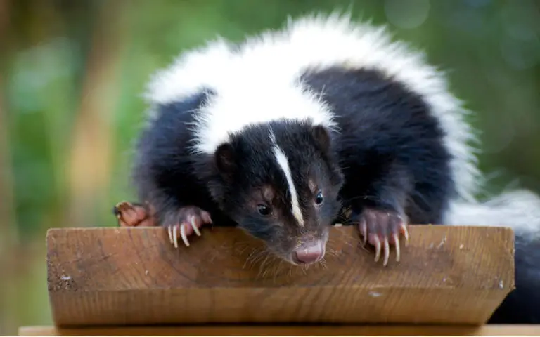 How Small a Hole Can a Skunk Fit Through? - Backyard Caring