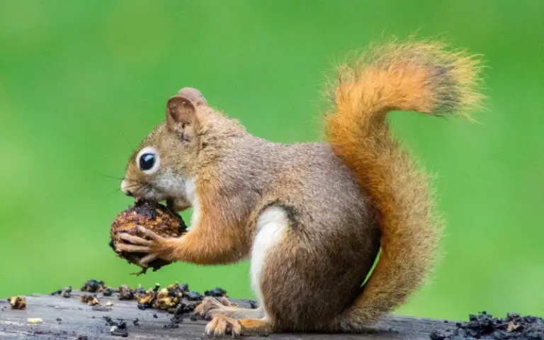 What Food is Toxic To Squirrels (Unsafe Foods for Squirrels) - Backyard ...