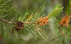 Composting Pine Needles and Cones (Fastest Method) - Backyard Caring