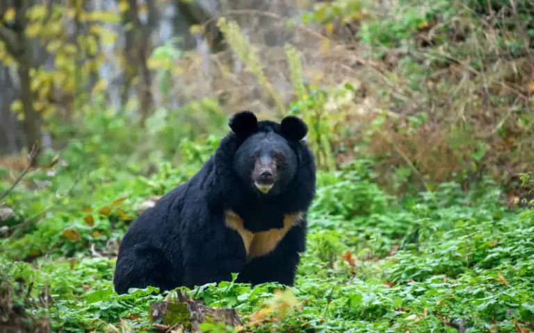 Do Bears Have Tails? (Fun Facts About Bears) - Backyard Caring