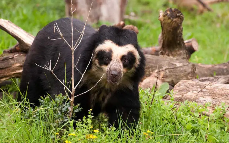 Do Bears Have Tails? (Fun Facts About Bears) - Backyard Caring