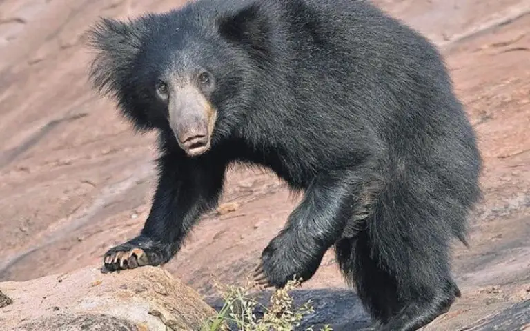 Do Bears Have Tails? (Fun Facts About Bears) - Backyard Caring