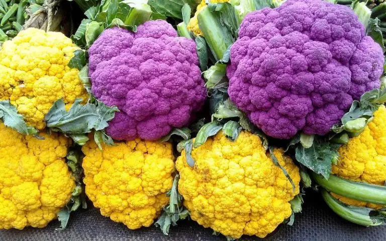 How Many Heads Of Cauliflower Per Plant - Backyard Caring