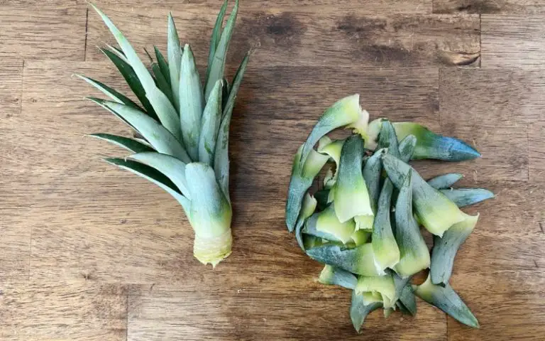 How To Plant a Pineapple Head - Backyard Caring