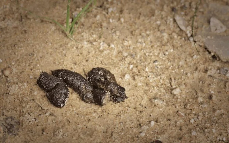 What Does Skunk Poop Look Like - Backyard Caring