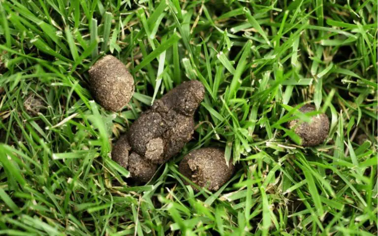 What Does Skunk Poop Look Like - Backyard Caring