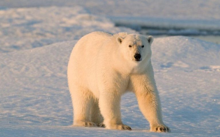 Why Do Polar Bears Have Small Ears And Tails? - Backyard Caring