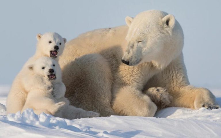 Why Do Polar Bears Have Small Ears And Tails? - Backyard Caring