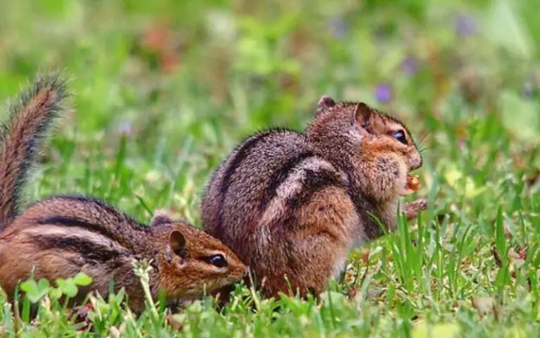 How to Fill Chipmunk Holes [4 Easy Methods] - Backyard Caring