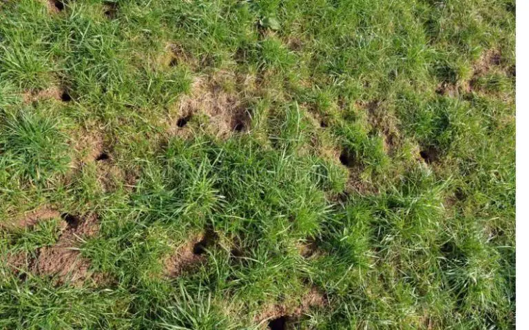 How to Fill Chipmunk Holes [4 Easy Methods] - Backyard Caring