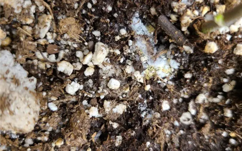 6 Effective Ways to Get Rid of White Fungus Balls in Soil - Backyard Caring