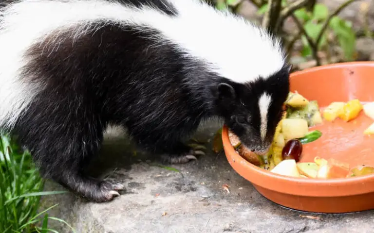 What Do Skunks Eat? (Complete List of What Skunk Eats!) - Backyard Caring