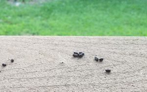 What Does Squirrels Poop Look Like - Backyard Caring