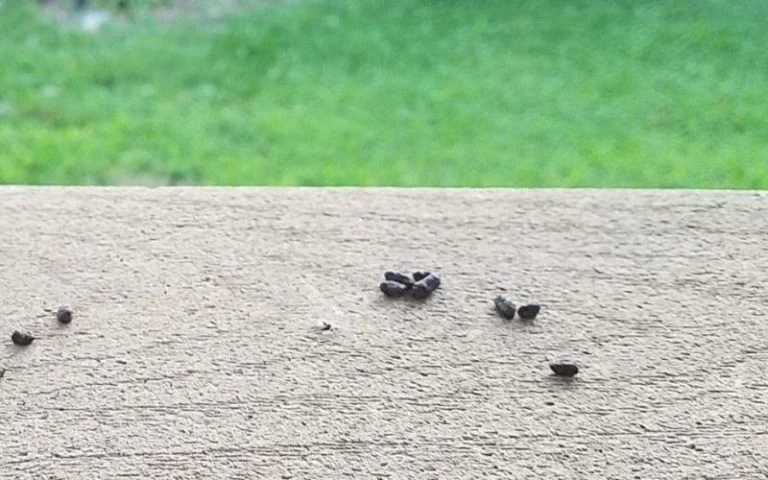What Does Squirrels Poop Look Like - Backyard Caring
