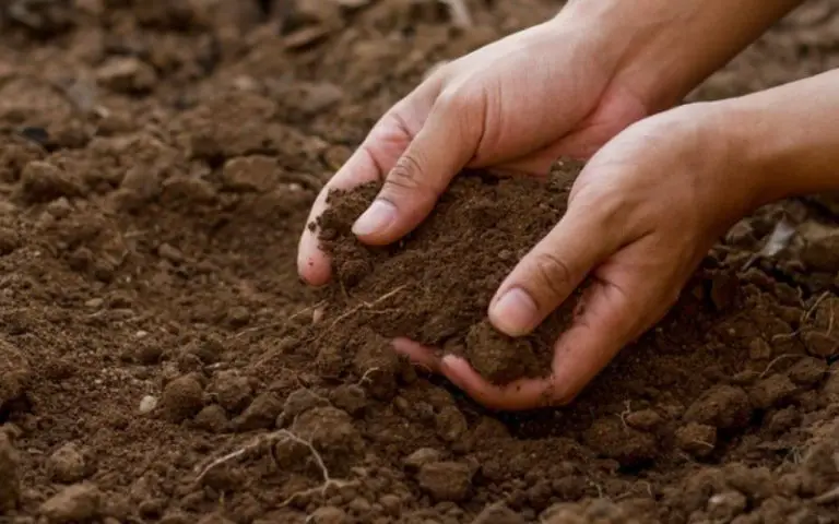 How to amend clay soil without tilling - Backyard Caring