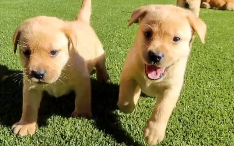 When Can Puppies Go Outside In The Yard - Backyard Caring