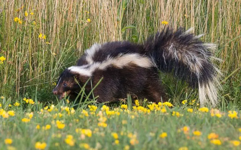 Do Skunks Eat Chickens? - Backyard Caring