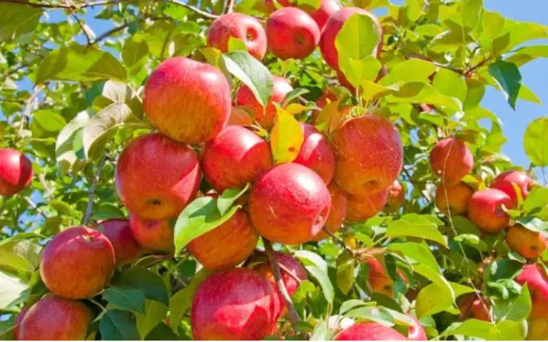 What Are The Best Apple Trees For High Altitude? - Backyard Caring