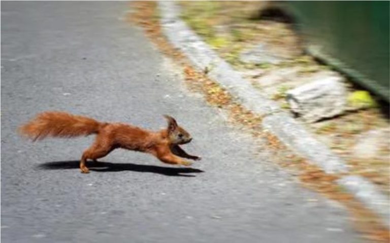 Why Do Squirrels Run In Front Of Cars - Backyard Caring